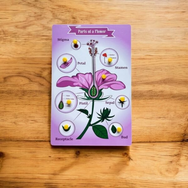 Parts of a Flower peg puzzle - handsonkit.com